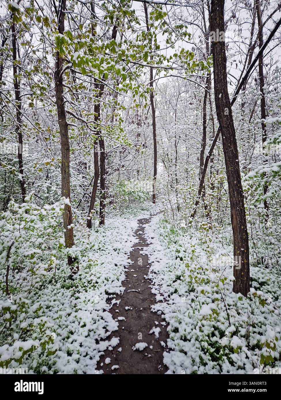 Bushes path in park smartphone stock photos and images - Alamy