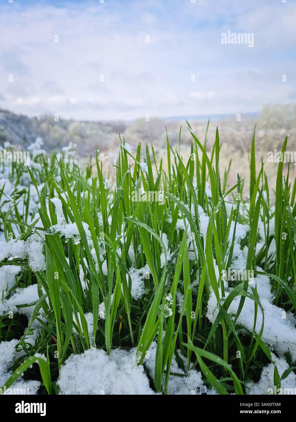 Vibrant green grass blades partially covered with snow after a late ...
