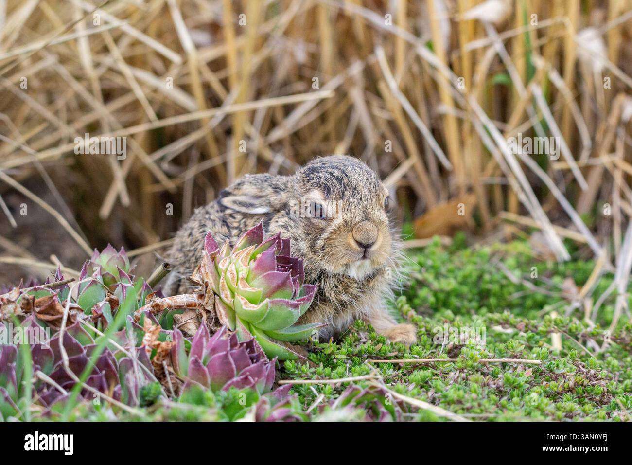Baby Bunny emerging from its nest in spring Stock Photo - Alamy