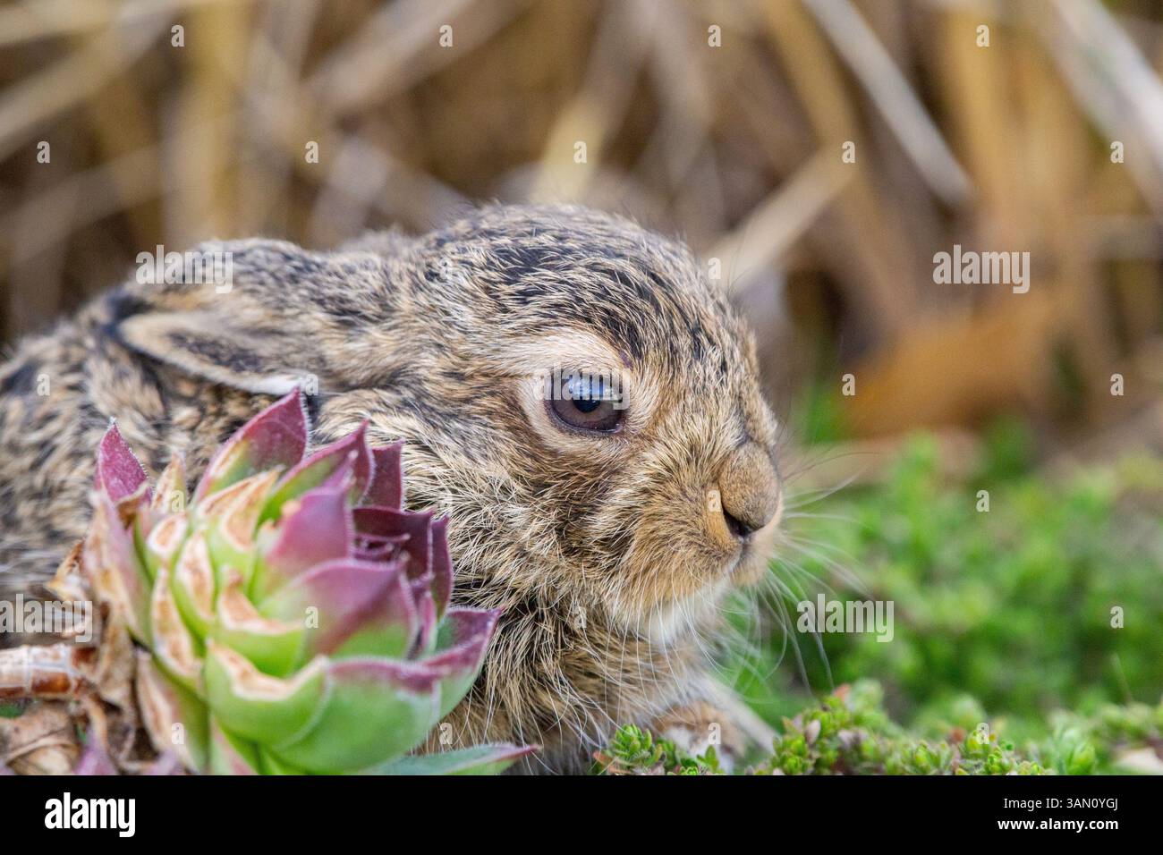 Baby Bunny emerging from its nest in spring Stock Photo - Alamy