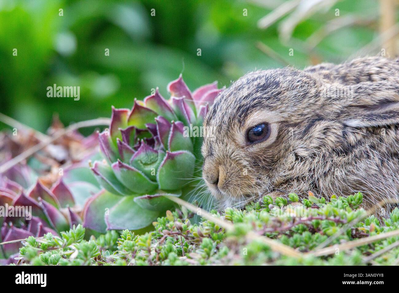 Spring animal baby hi-res stock photography and images - Alamy