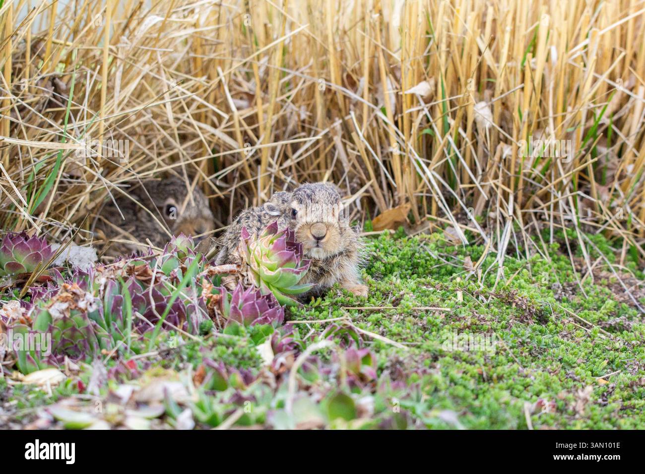 Baby Bunny emerging from its nest in spring Stock Photo - Alamy