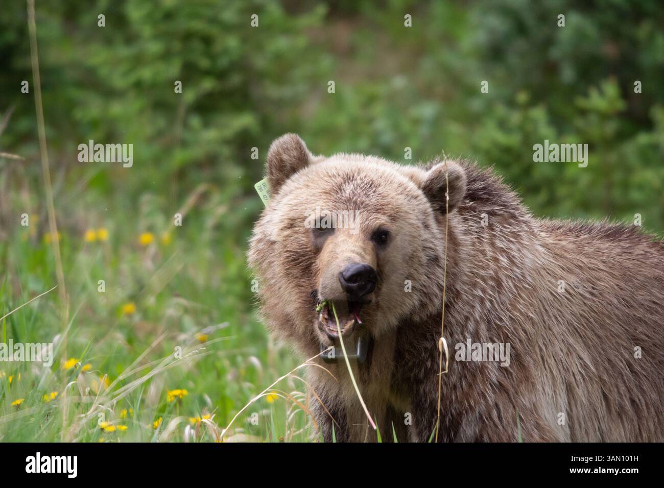 Grizzly bear eating dandelions in a meadow of green grass in Canada ...