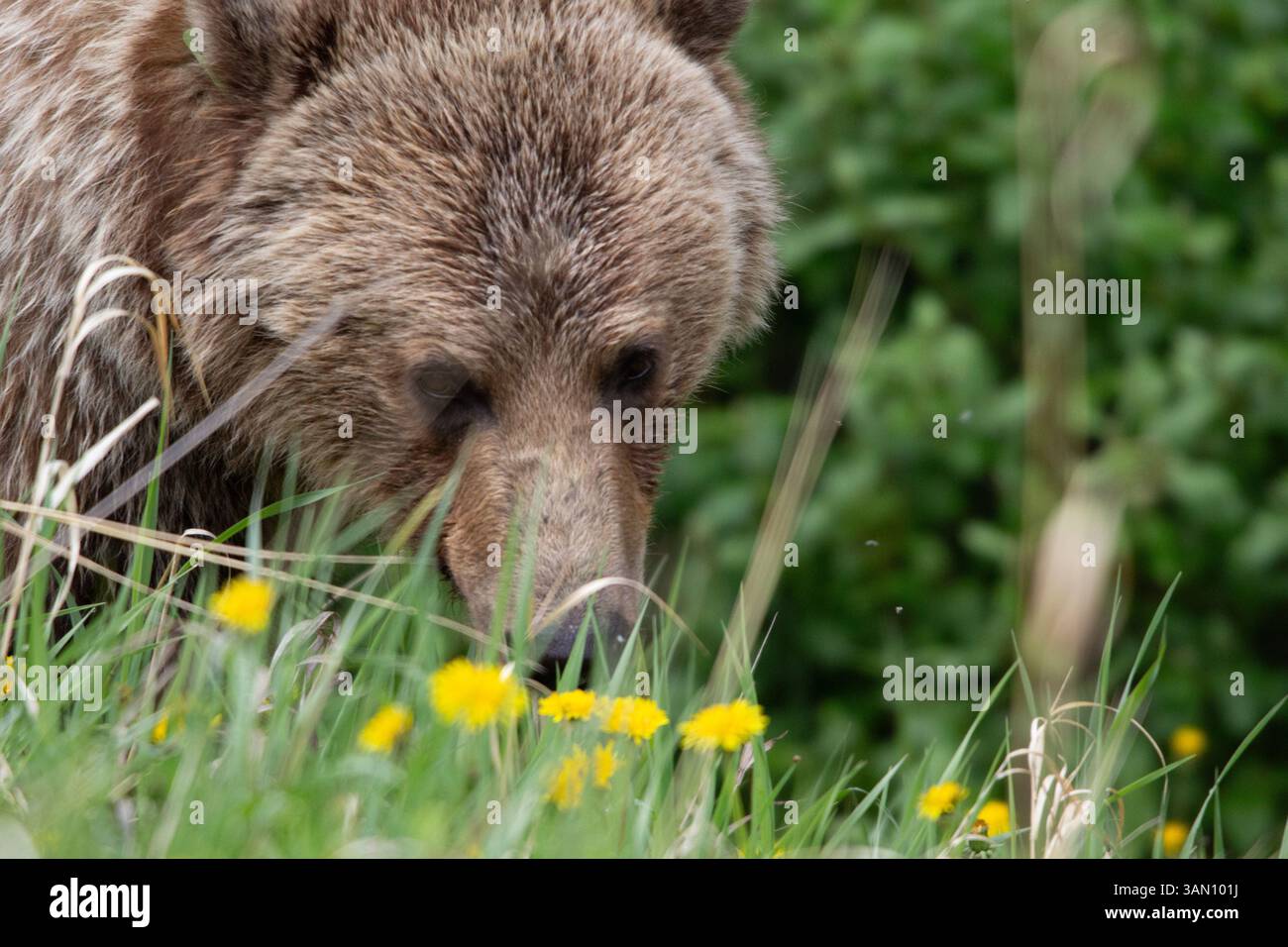 Grizzly bear eating dandelions in a meadow of green grass in Canada ...