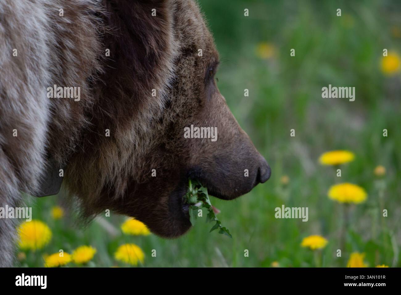 Grizzly bear eating dandelions in a meadow of green grass in Canada ...