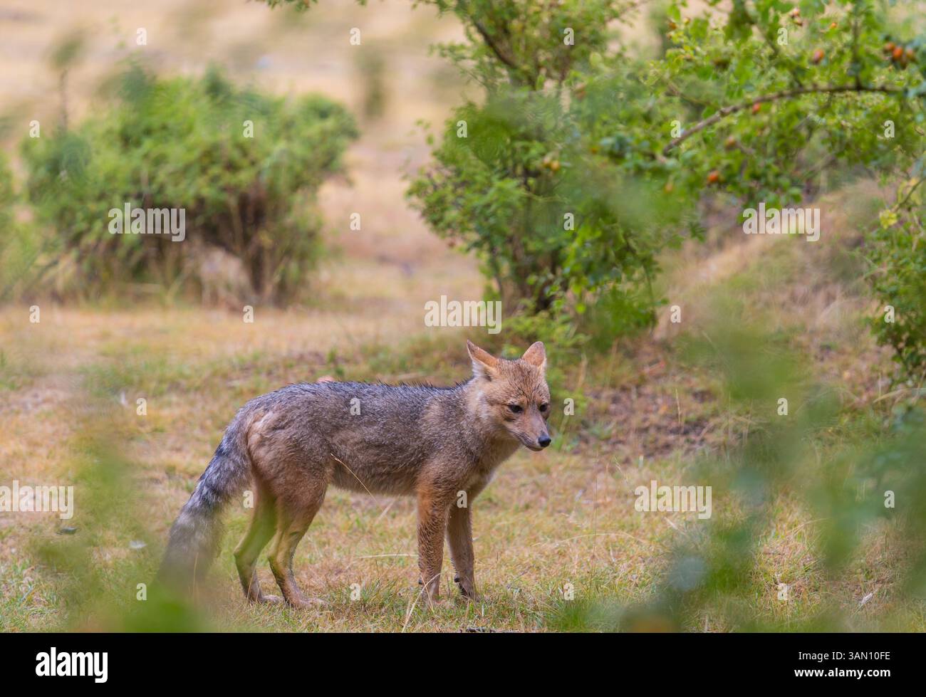 South American gray fox (Lycalopex griseus), Patagonian fox, in ...