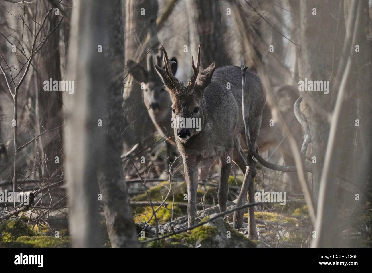 Two young deer in a city park in Tallinn, Estonia, Monday, April 14 ...