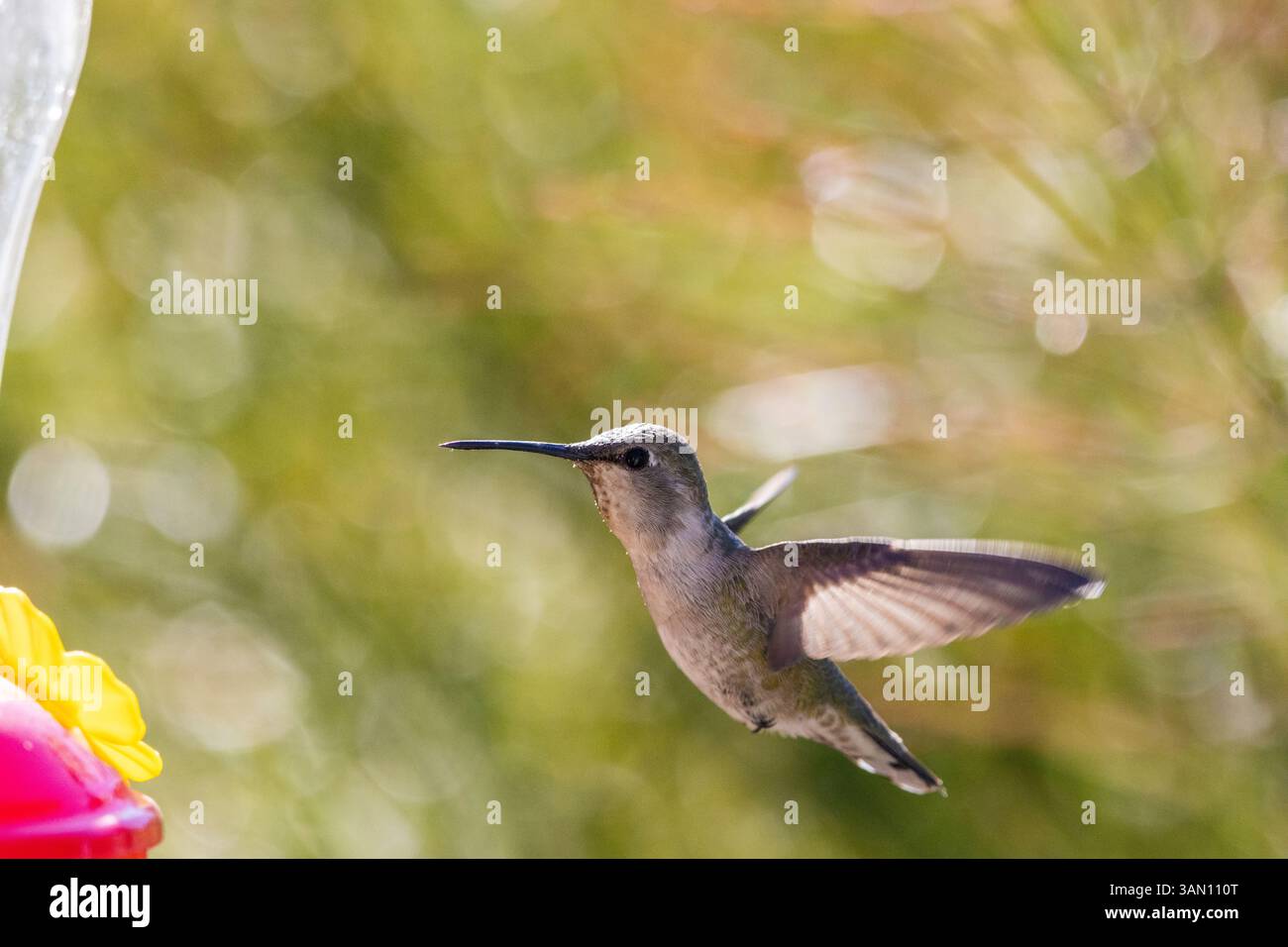 Close-Up Hummingbird in flight with a colourful background Stock Photo ...
