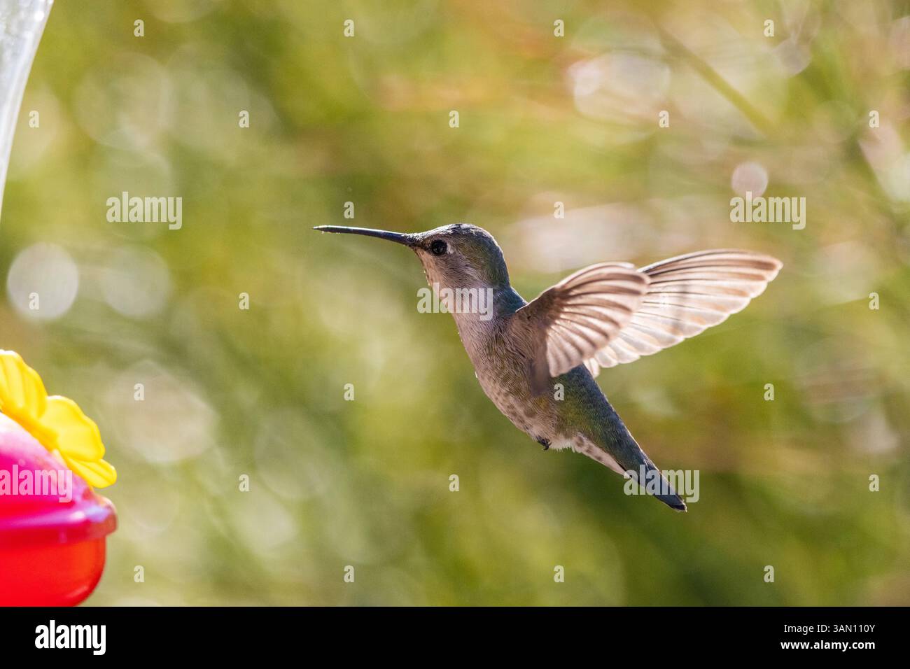 Close-Up Hummingbird in flight with a colourful background Stock Photo ...