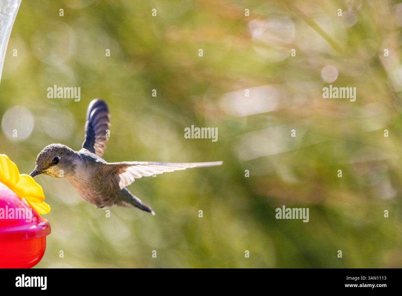Close-Up Hummingbird in flight with a colourful background Stock Photo ...