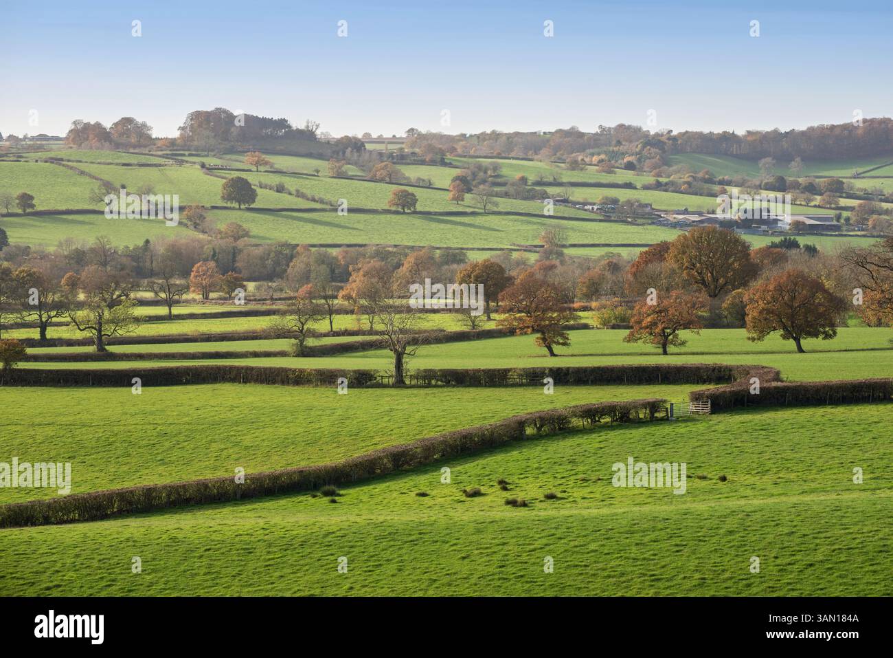 Green hedgrows hi-res stock photography and images - Alamy