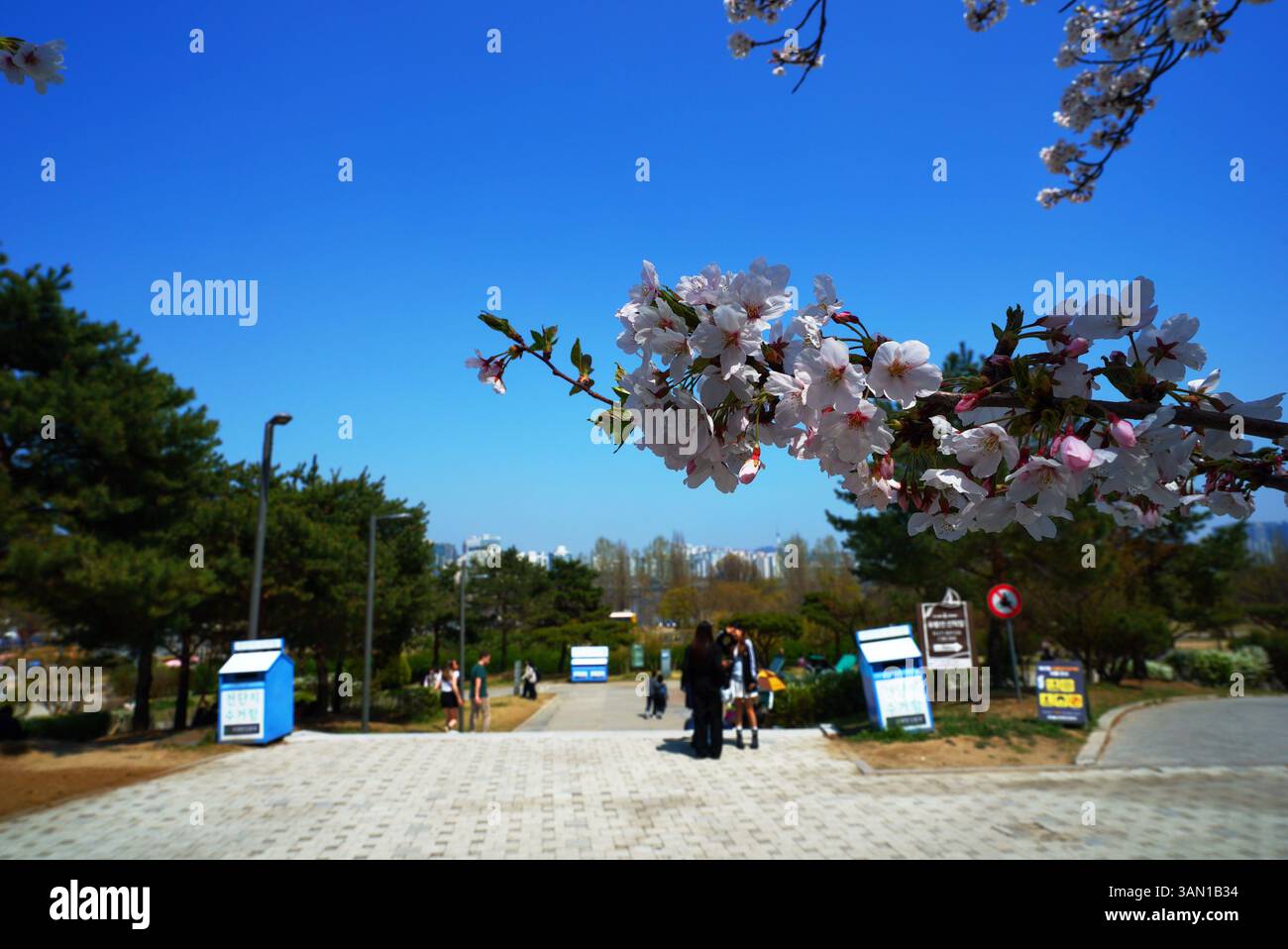 Spring in full bloom at Yeouido Hangang Park Stock Photo - Alamy