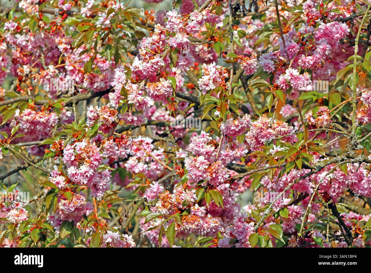 Zierformen der Kirsche Leuchtende Blüten einer Zuchtform der ...