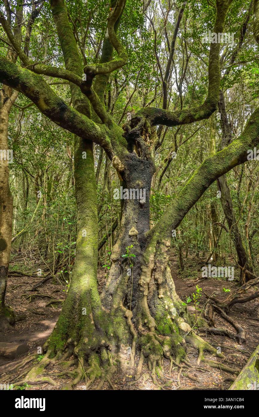 Loorbeerwald im Parque Rural de Anaga, Teneriffa, Spanien *** Laurel ...
