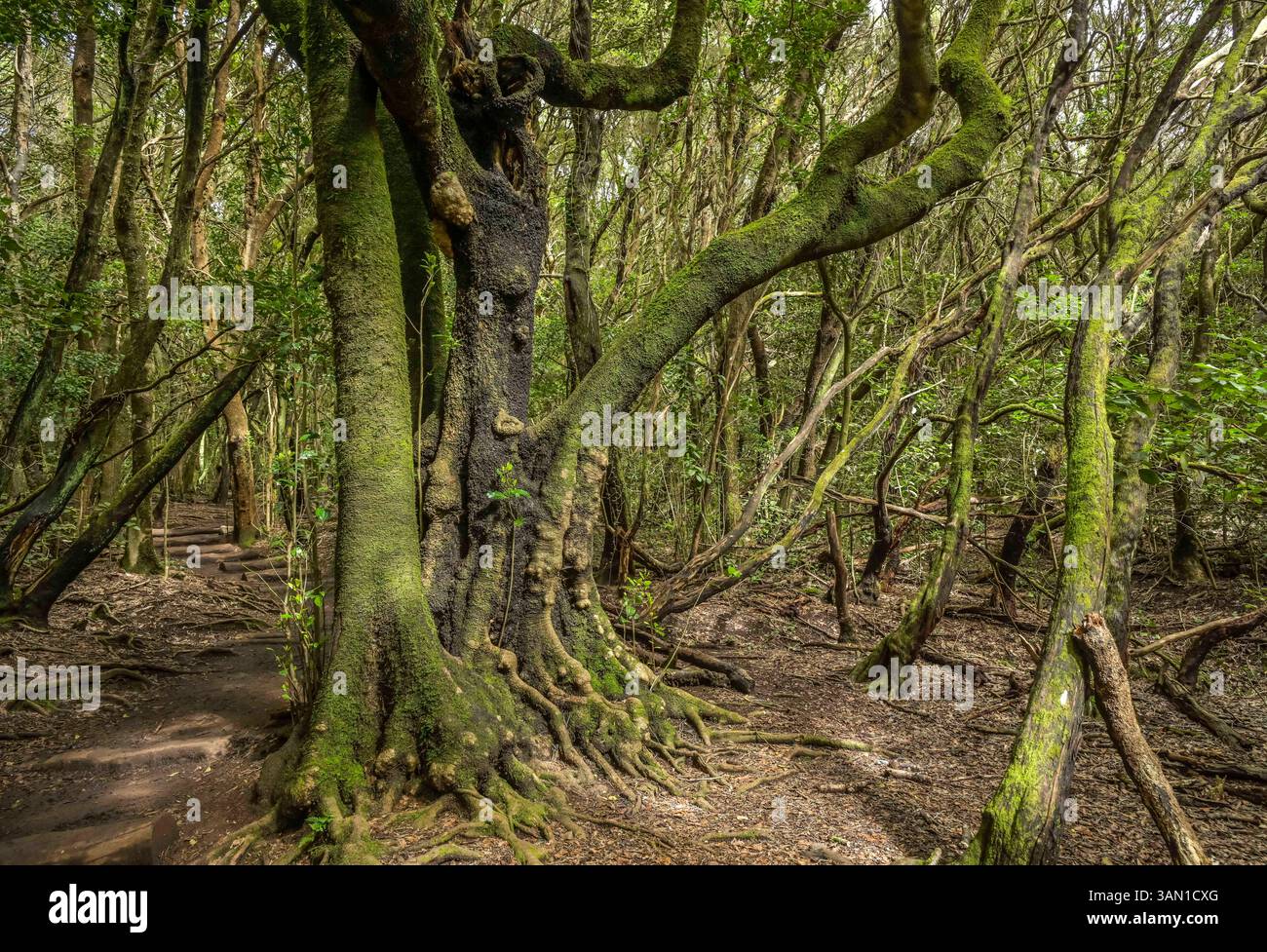 Loorbeerwald im Parque Rural de Anaga, Teneriffa, Spanien *** Laurel ...