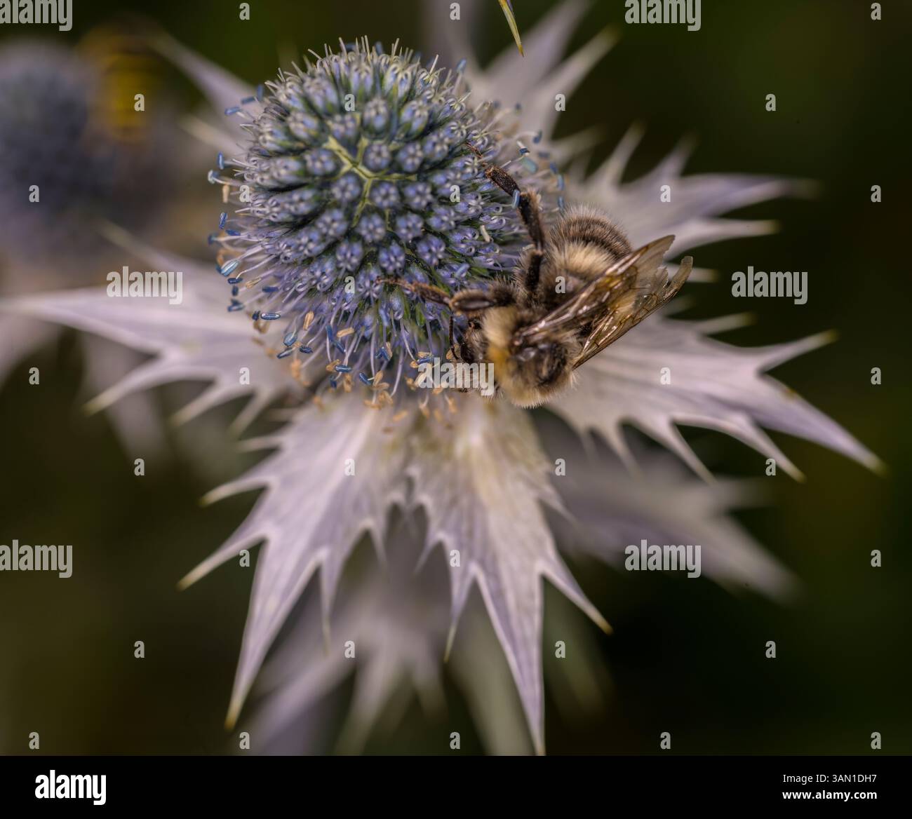 Bumblebee visiting an Eryngium. Eryngium alpinum (family: Apiaceae ...