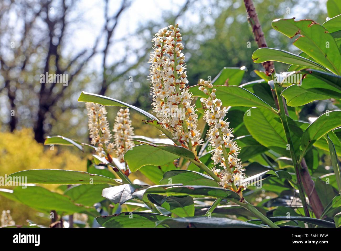 Neophyten und ungeeignete Gartenpflanzen Die Blüte des giftigen ...