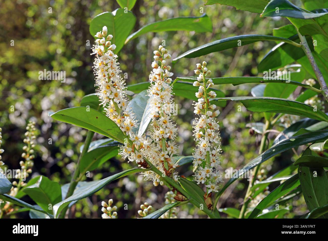 Neophyten und ungeeignete Gartenpflanzen Die Blüte des giftigen ...