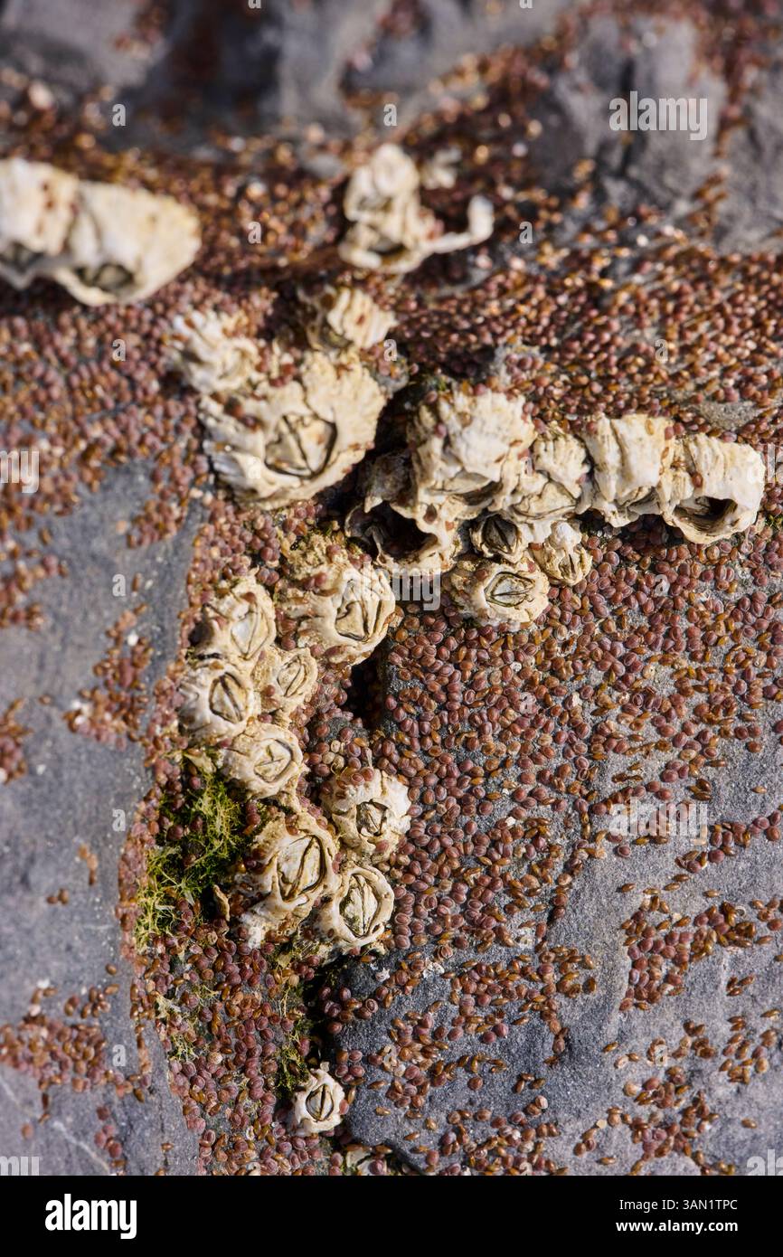Common rock barnacles latched against a dry rock Stock Photo - Alamy