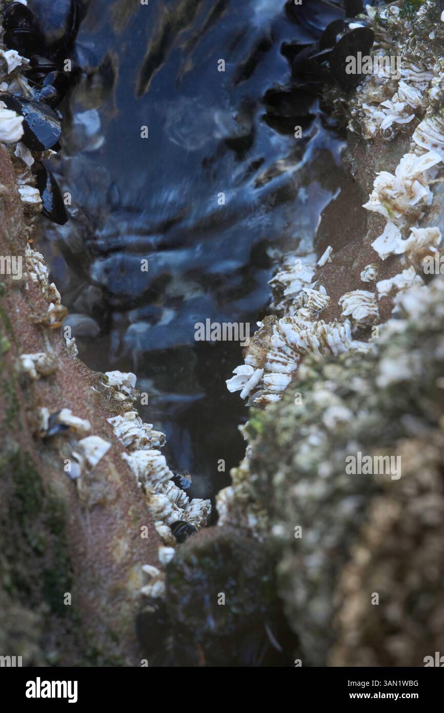 Biodiversity hotsport hi-res stock photography and images - Alamy