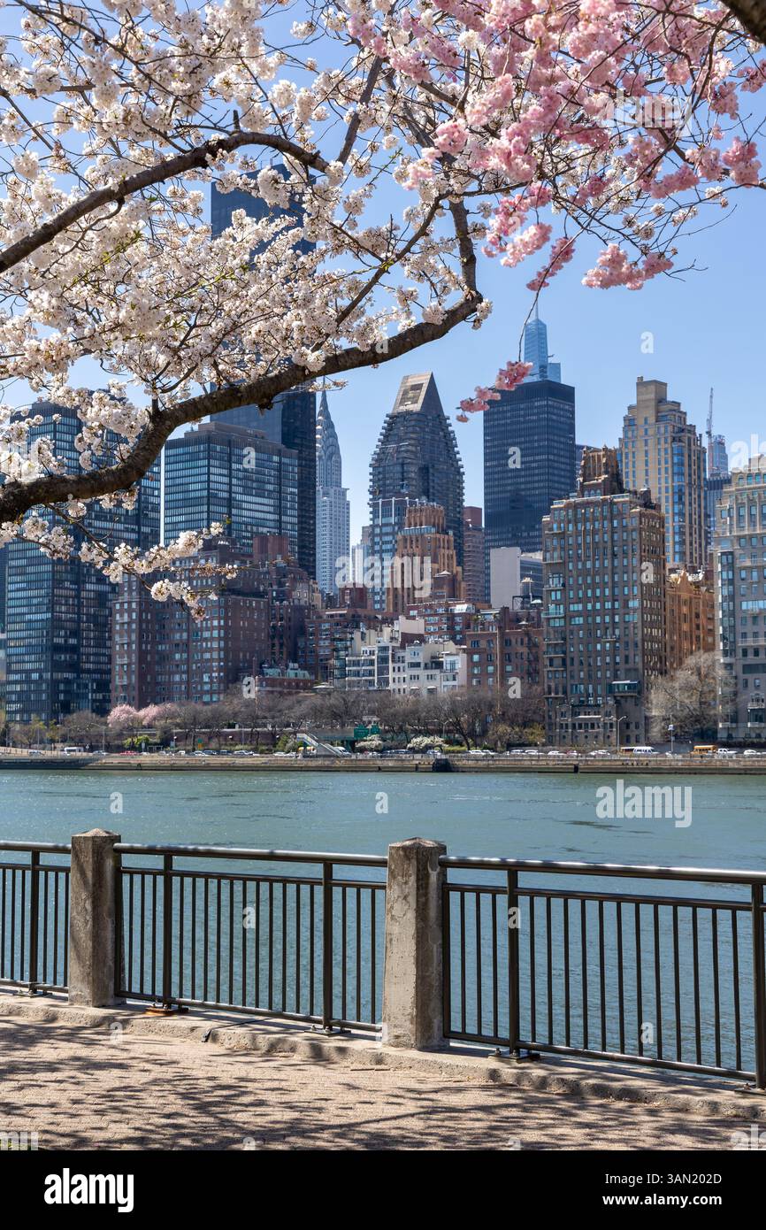 Cherry blossoms frame the waterfront on Roosevelt Island, showcasing ...
