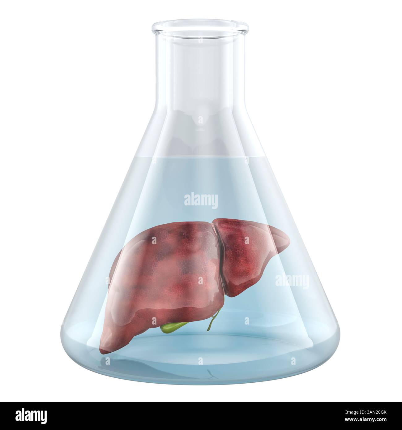 Growing Human Liver, organ culture in vitro. 3D rendering isolated on ...