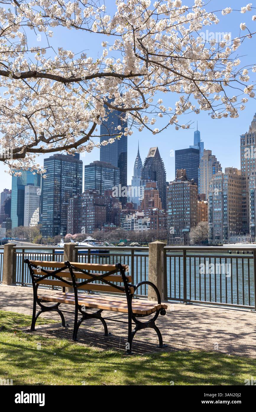 Blooming cherry blossoms adorn the branches at Roosevelt Island while ...