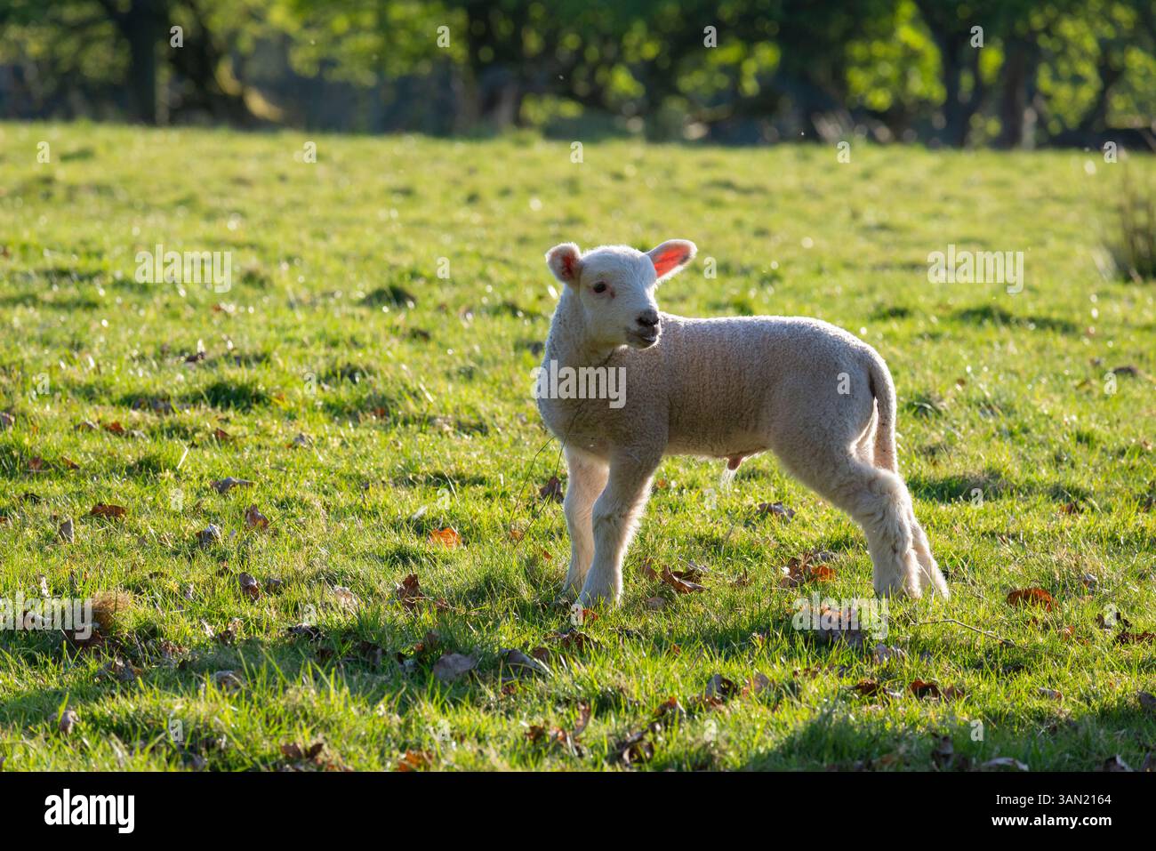 Cute little lamb in a field in the English countryside in spring ...