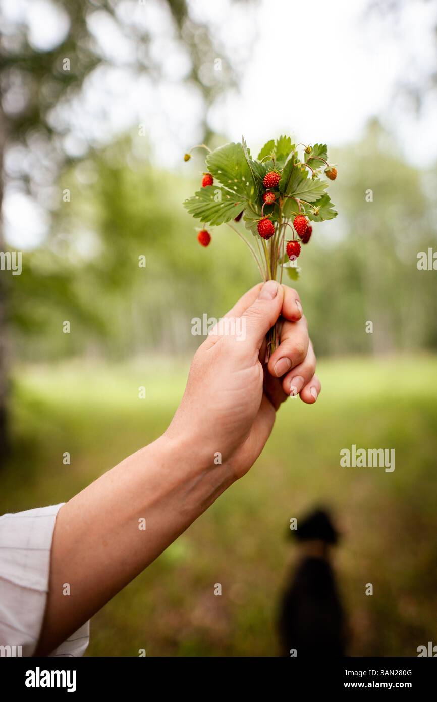 Handpicked wild strawberry bunch on natural forest background. Ideal ...