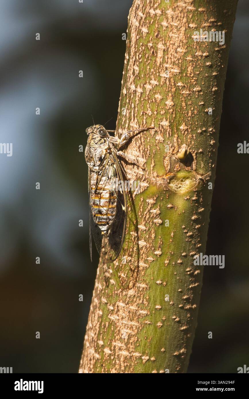 A detailed close-up shows a cicada clinging to a textured tree trunk ...