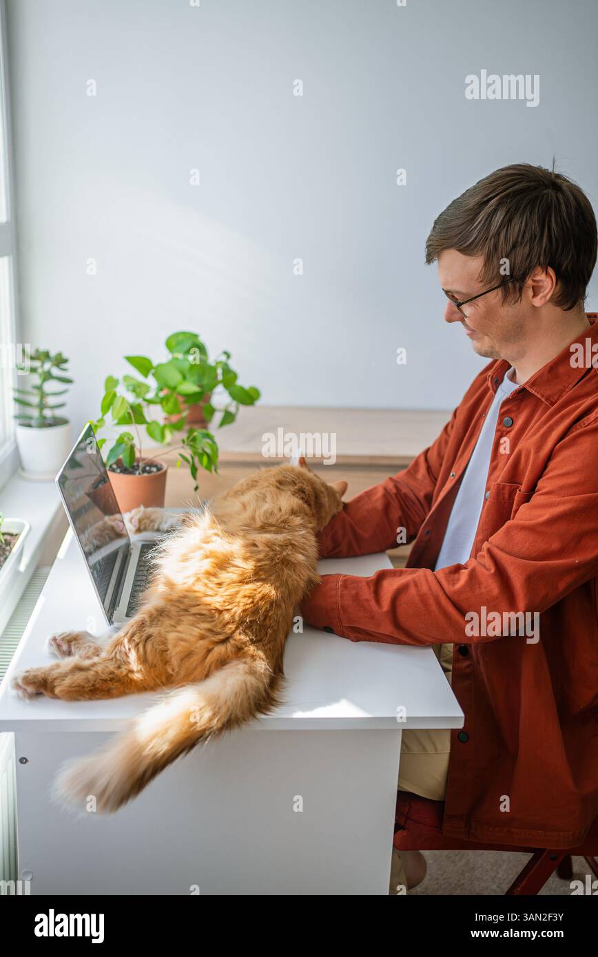 Ginger cat works in office hi-res stock photography and images - Alamy