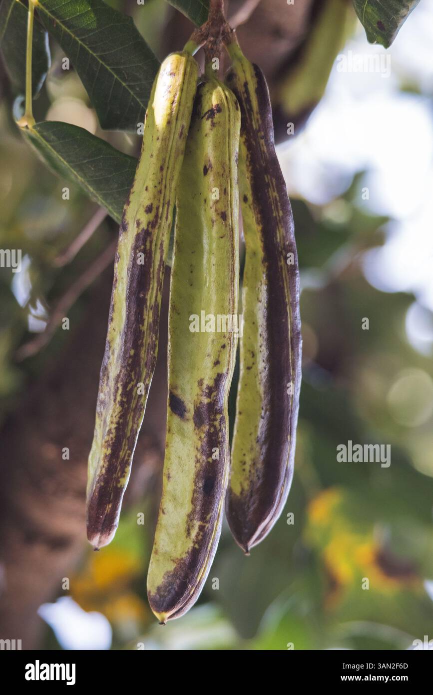 A trio of elongated, green seed pods hang from a tree branch ...