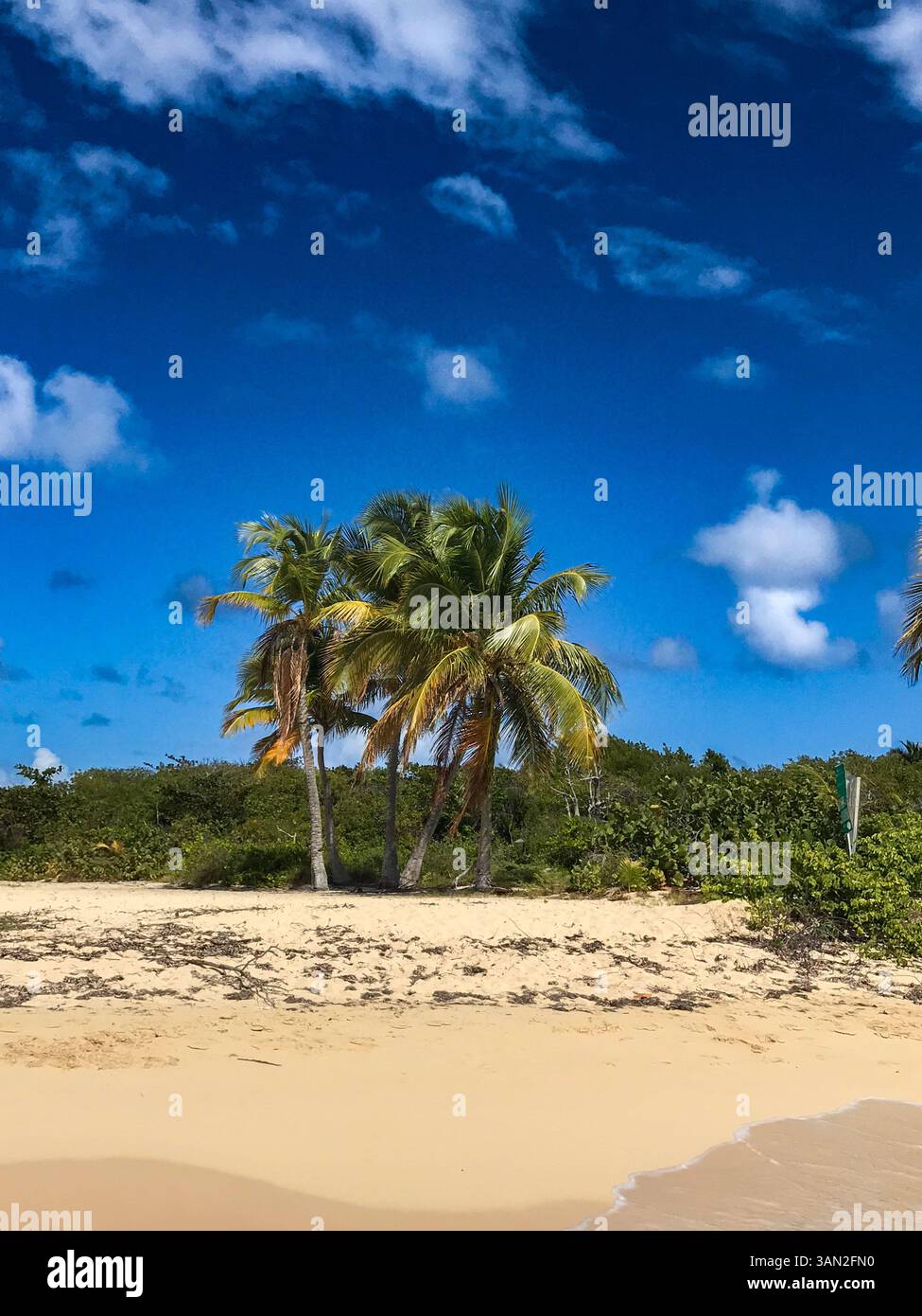 A cluster of palm trees stands tall on soft golden sand, framed by lush ...
