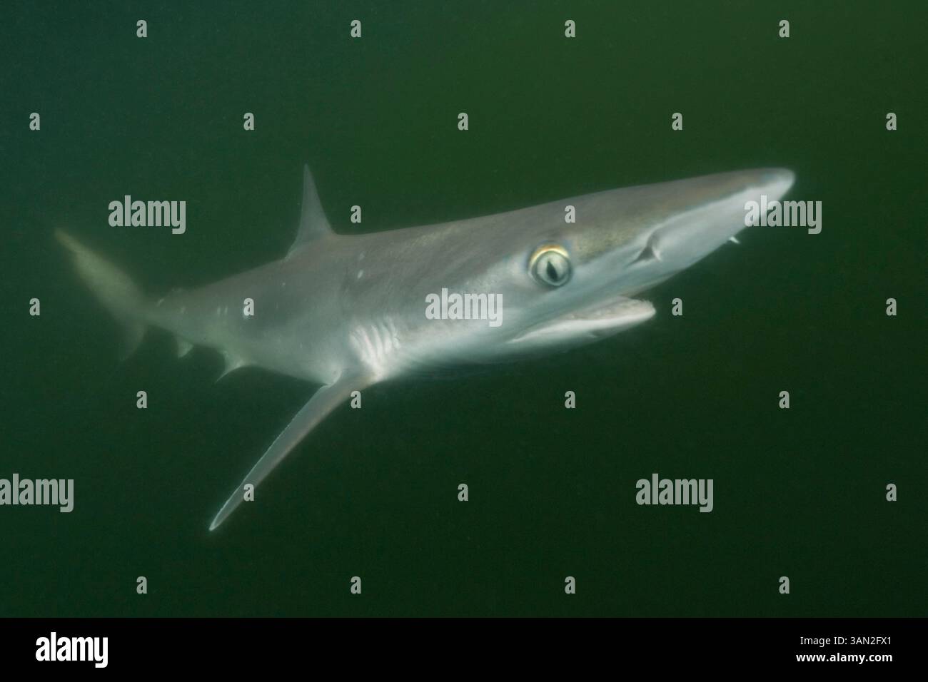 Atlantic sharpnose sharks hi-res stock photography and images - Alamy