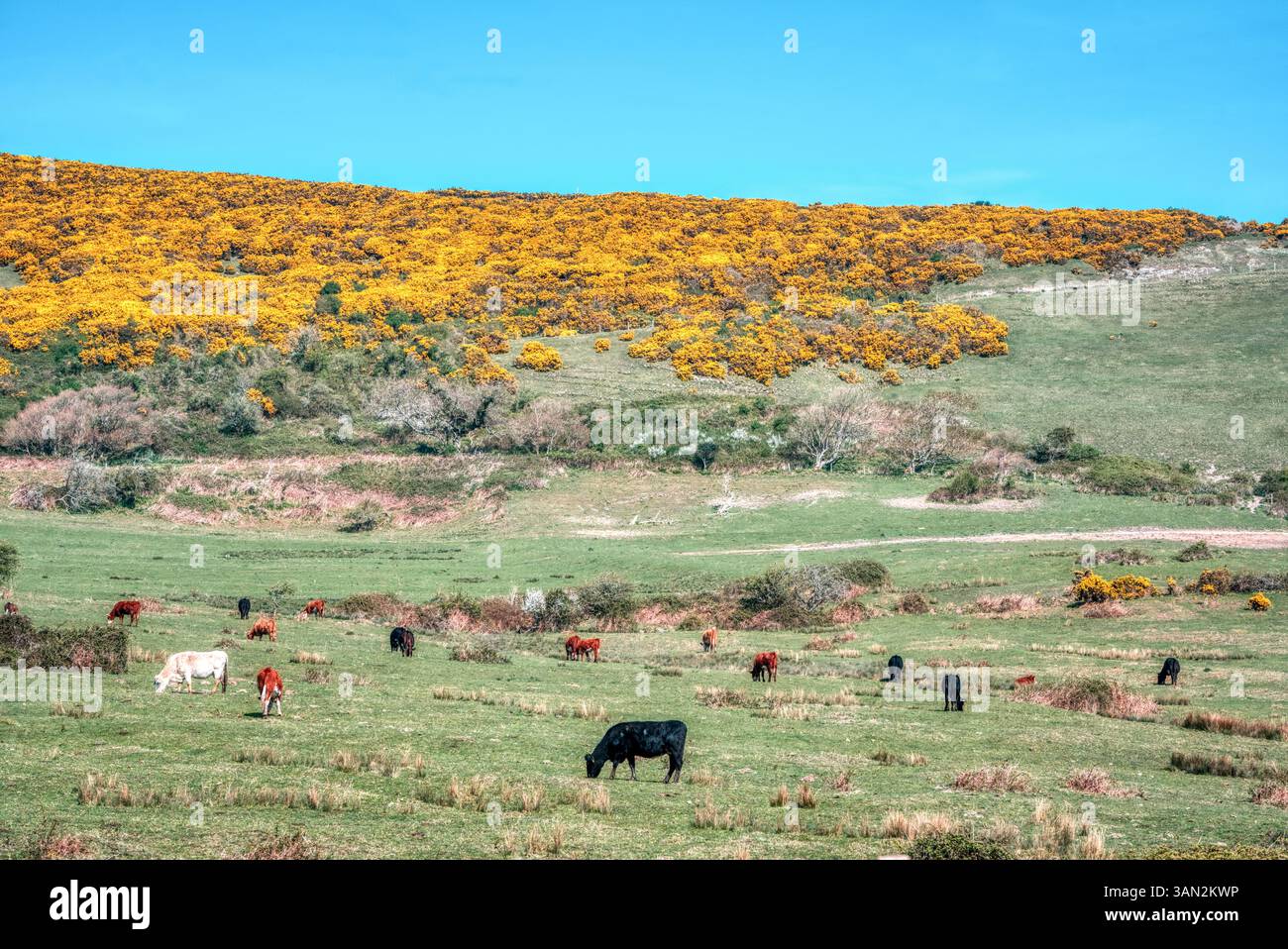 Cattle grazing on the land around the abandoned Tyneham Village in ...