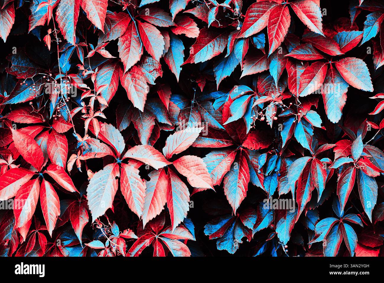 Parthenocissus vitacea thicket creeper plant leaves close up pattern ...