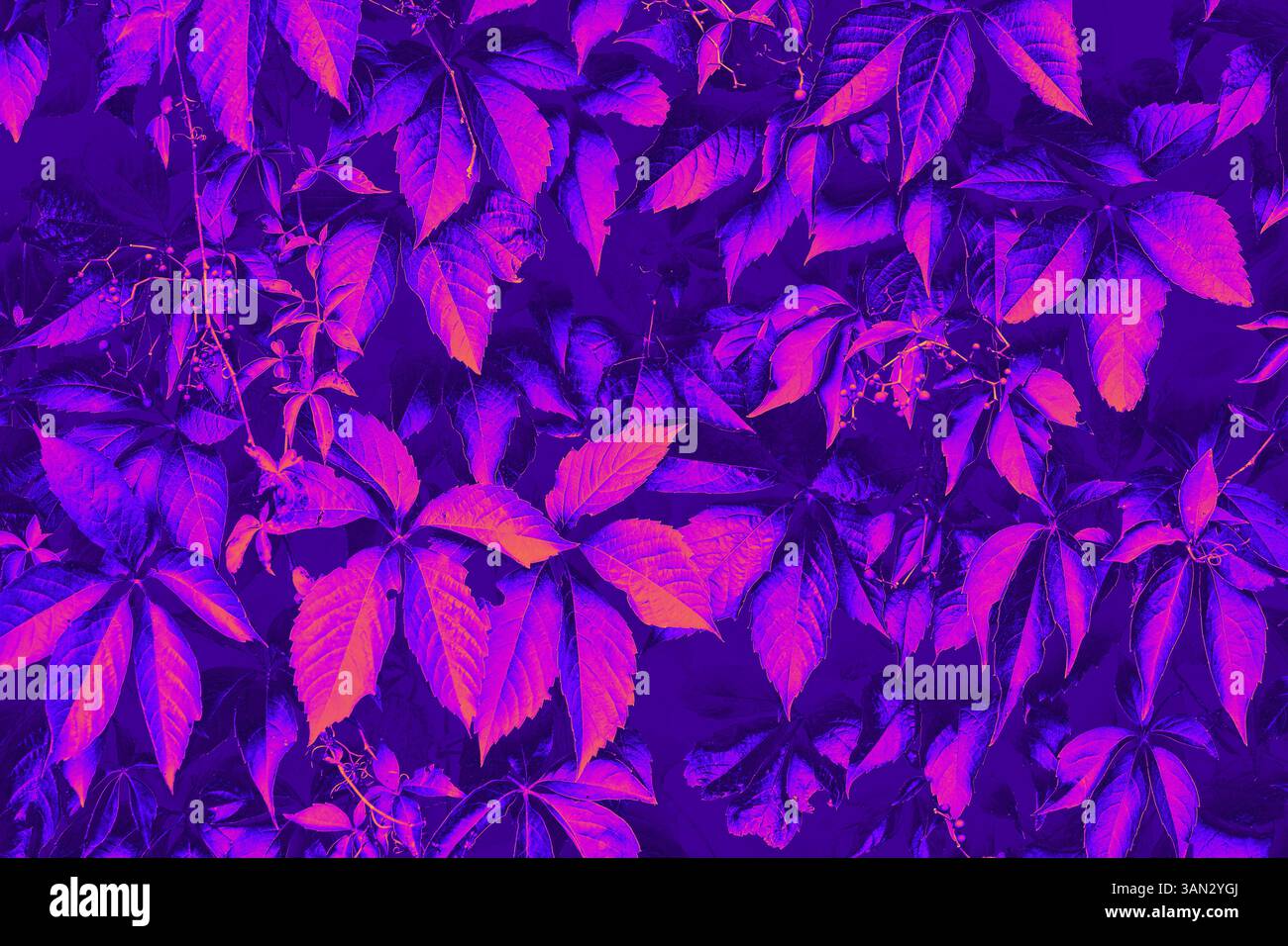 Parthenocissus vitacea thicket creeper plant leaves close up pattern ...