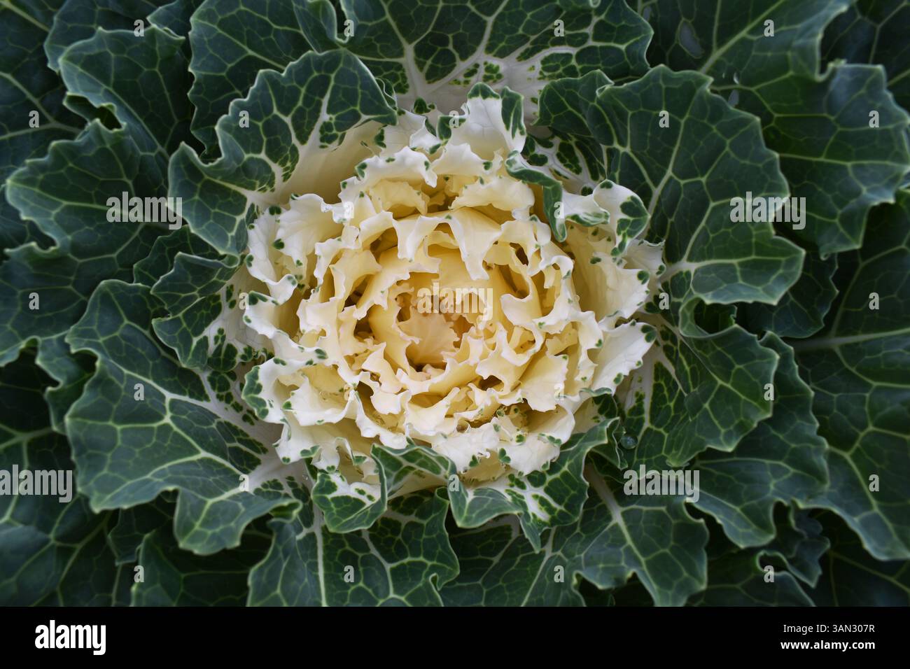 Top view of decorative cabbage plant with bold colors and natural ...