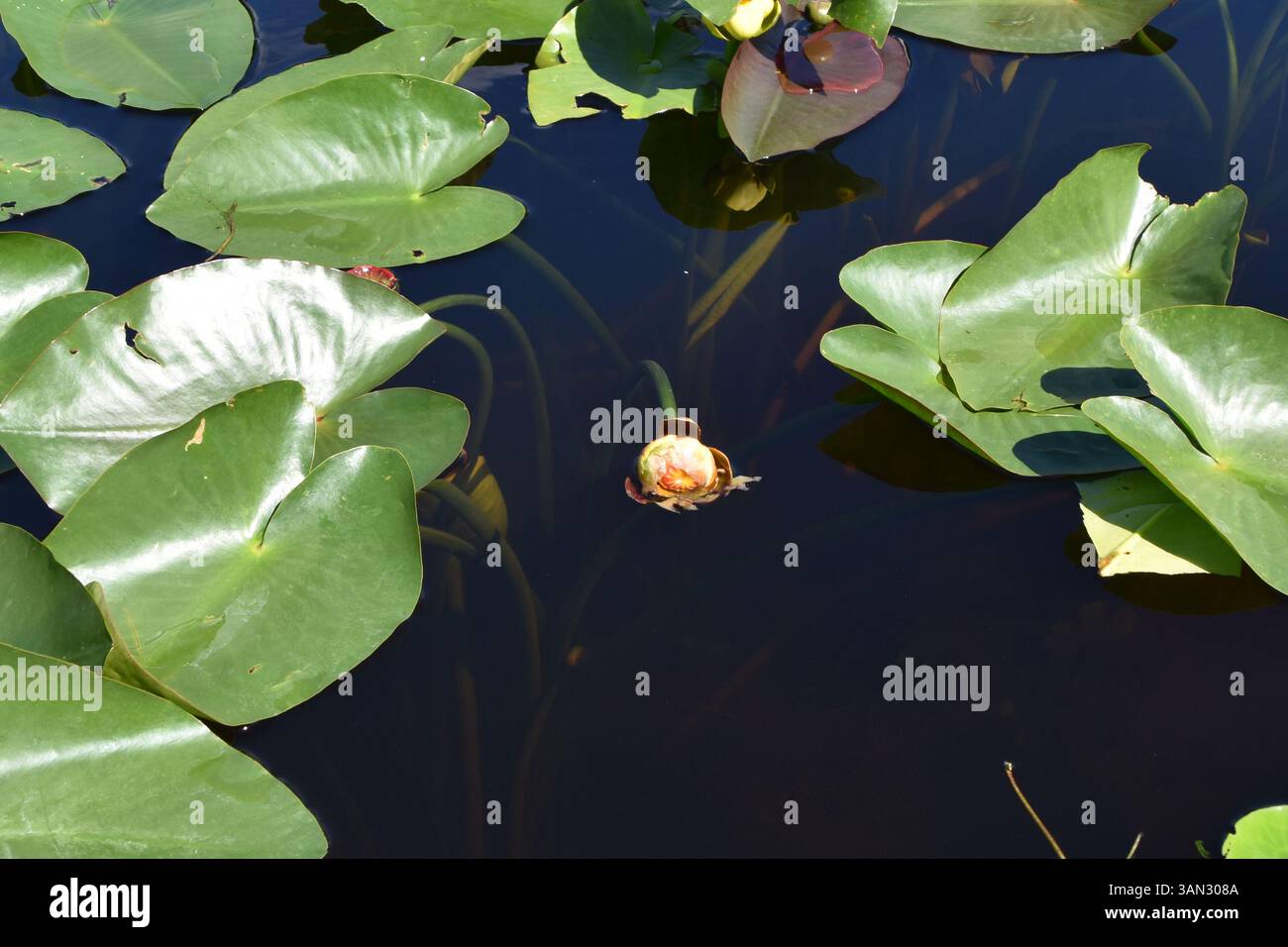 Tropical water lilies floating on still water with vibrant green leaves ...