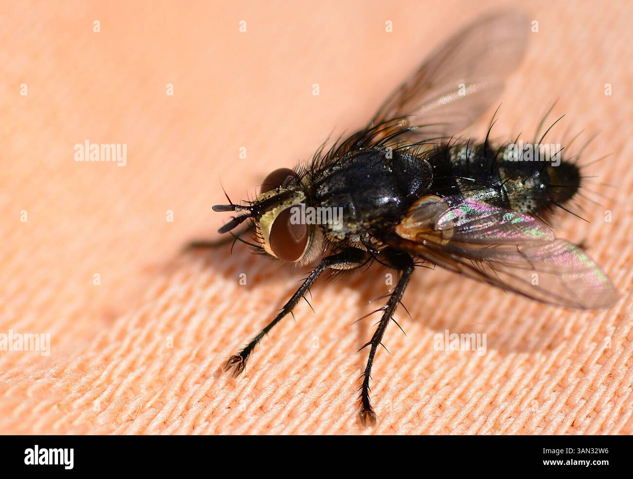 Housefly insect with big red eyes closeup view macro nature Stock Photo ...