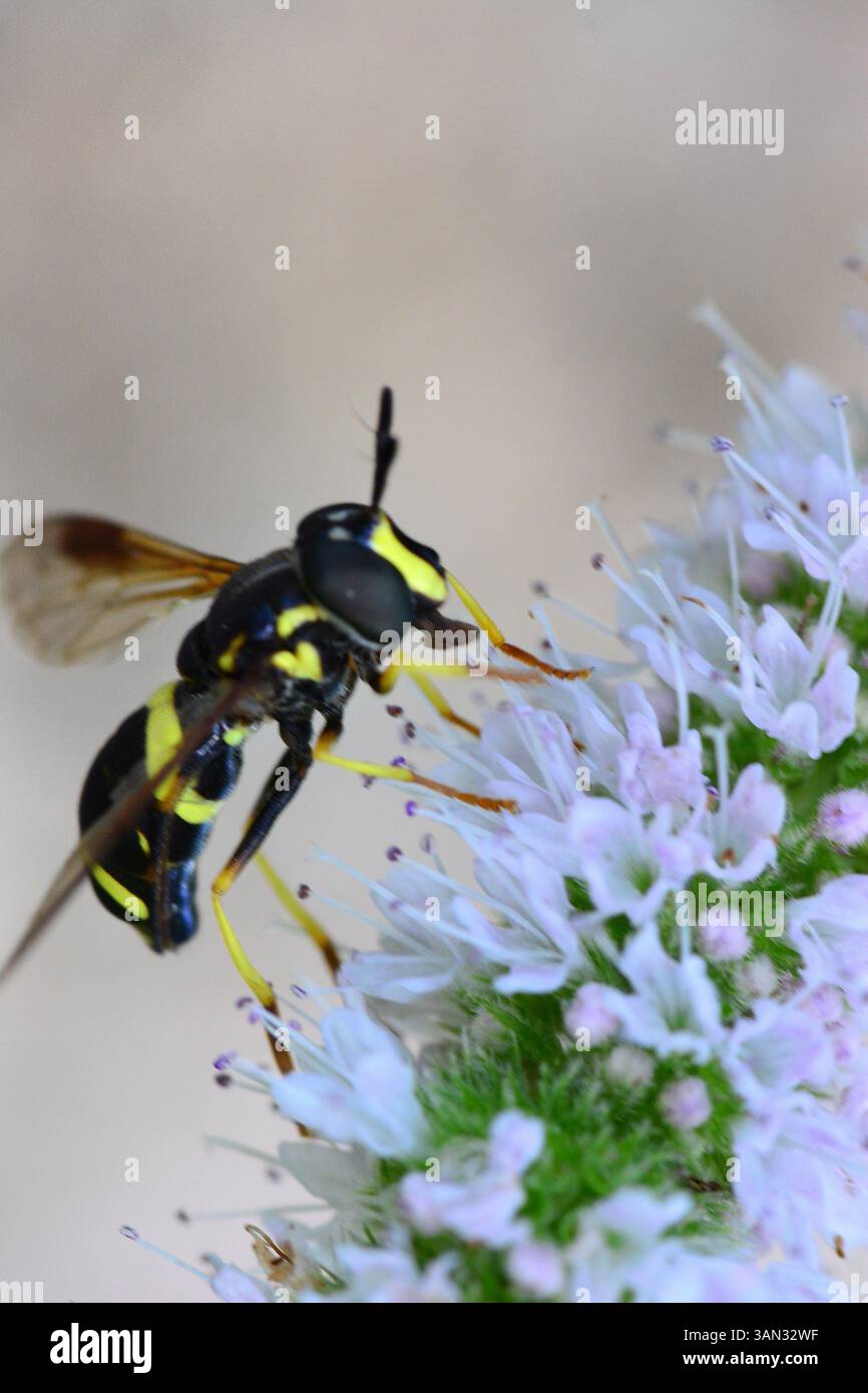 Vasp on white flower hi-res stock photography and images - Alamy