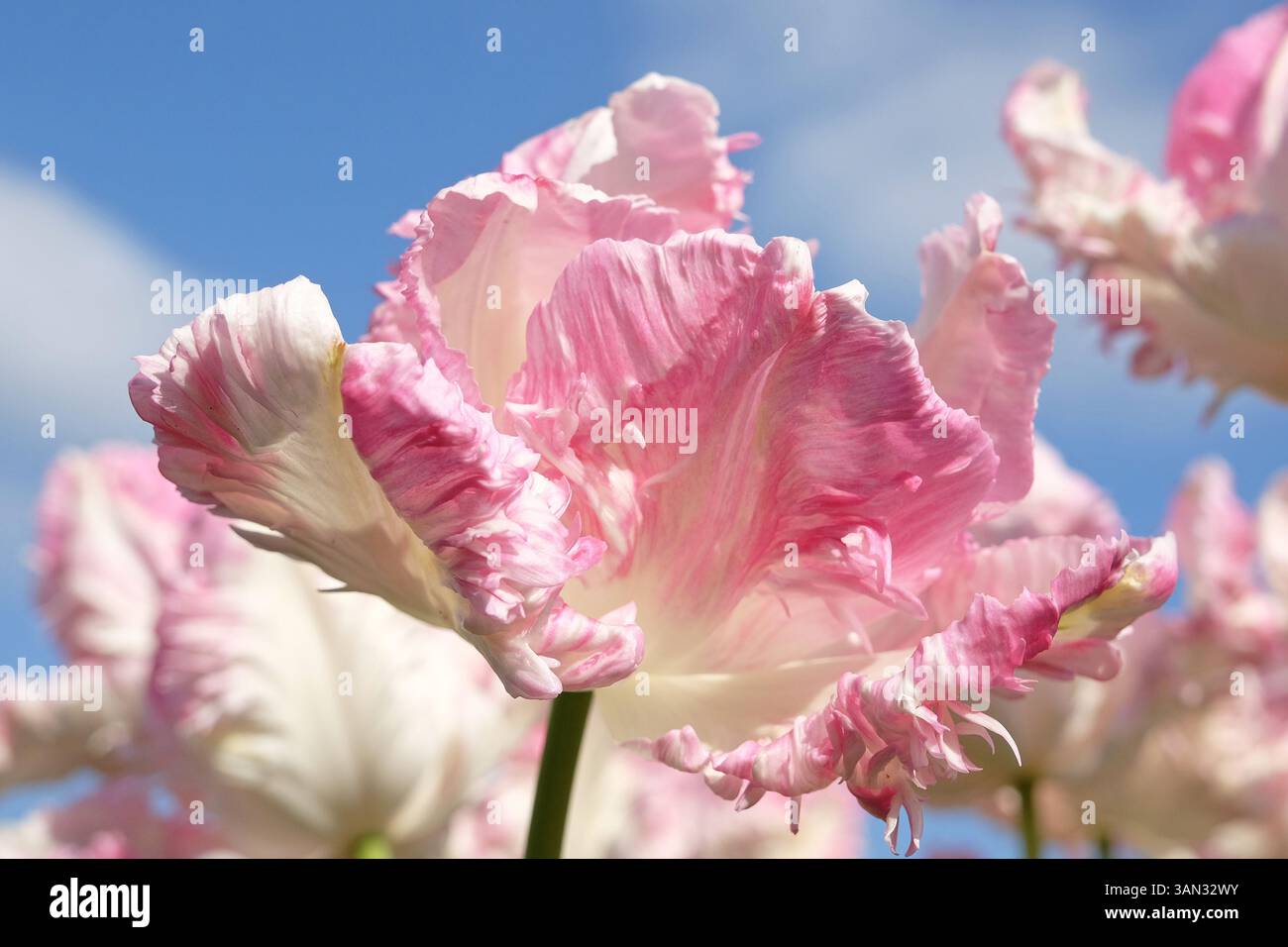 White and pink ruffled parrot Tulip, tulipa ‘Cabana’ in flower Stock ...