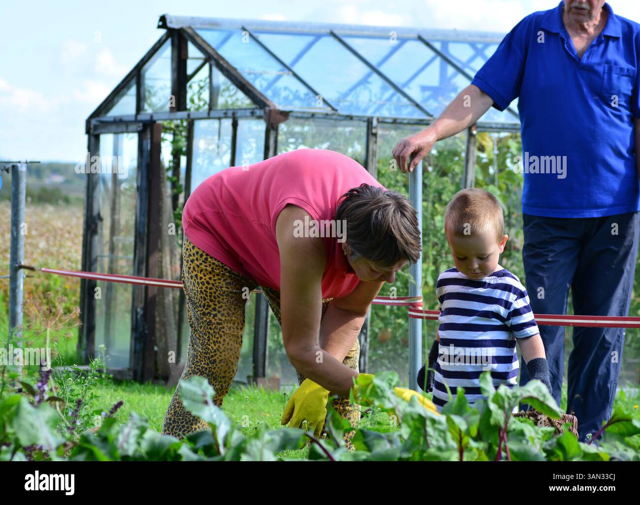 Grandson is helping for grandparents to harvest vegetables in the farm ...