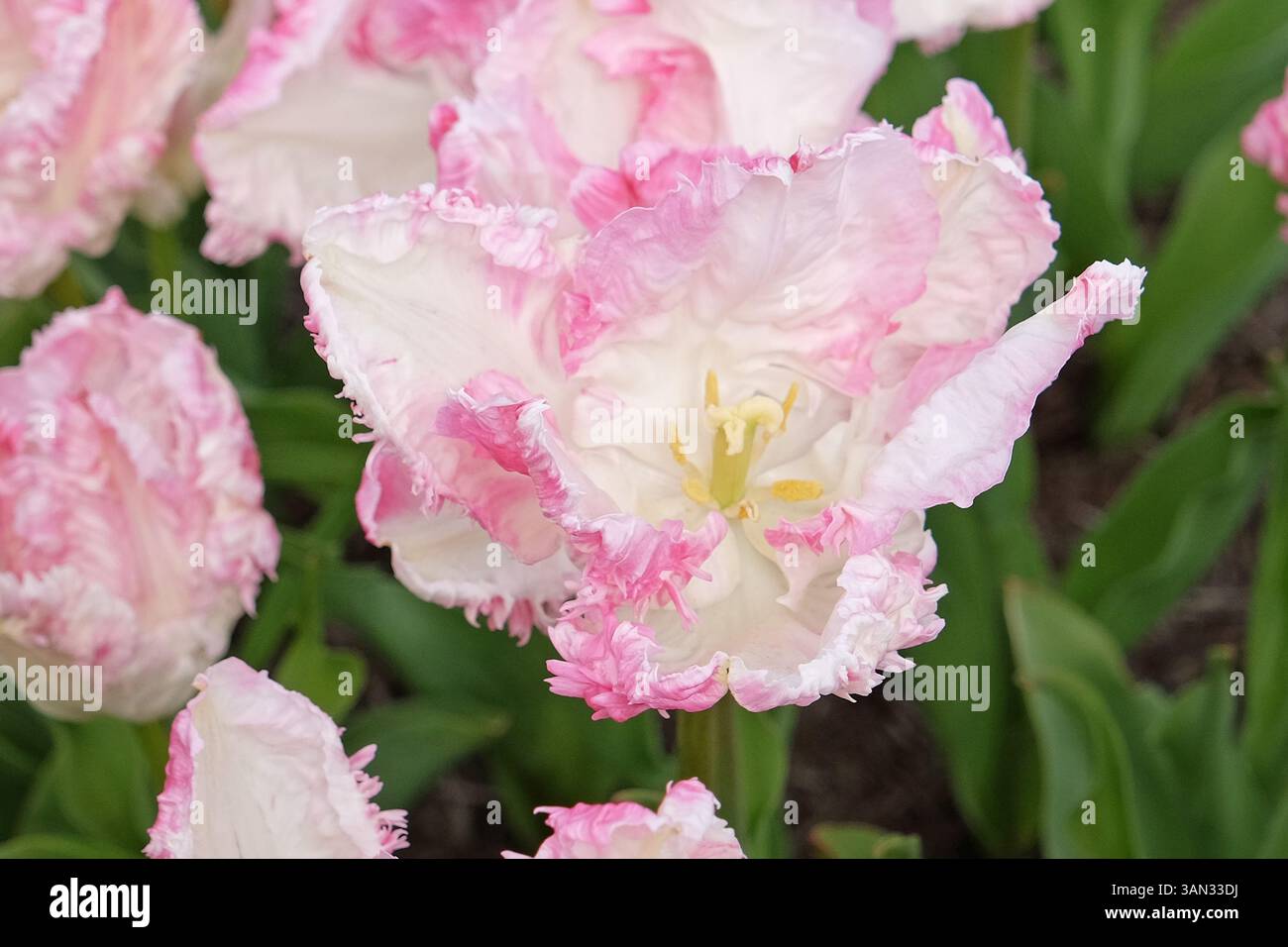 White and pink ruffled parrot Tulip, tulipa ‘Cabana’ in flower Stock ...