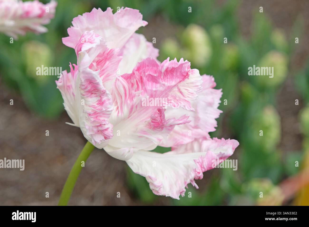 White and pink ruffled parrot Tulip, tulipa ‘Cabana’ in flower Stock ...