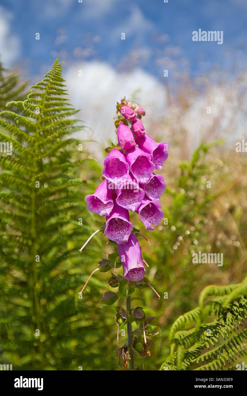 Digitalis purpurea is a beautiful flowering plant but poisonous to ...