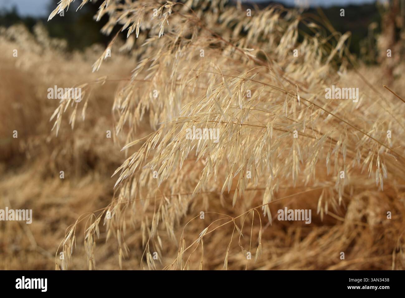 Fall grass texture in open field, dry yellow plants with golden light ...