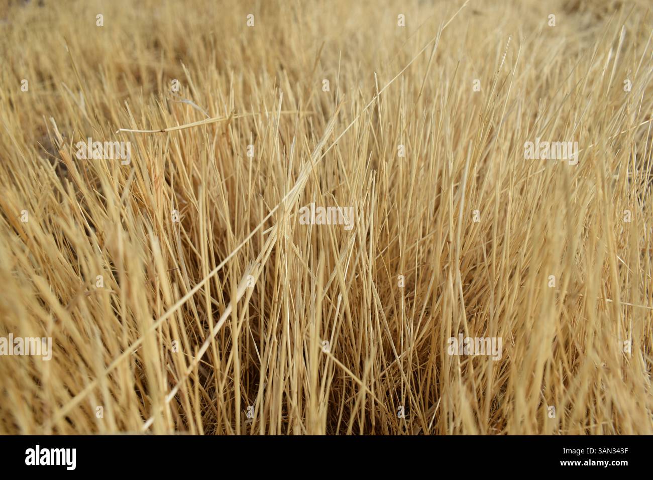 Dry grass field background with golden autumn colors, close up of wild ...