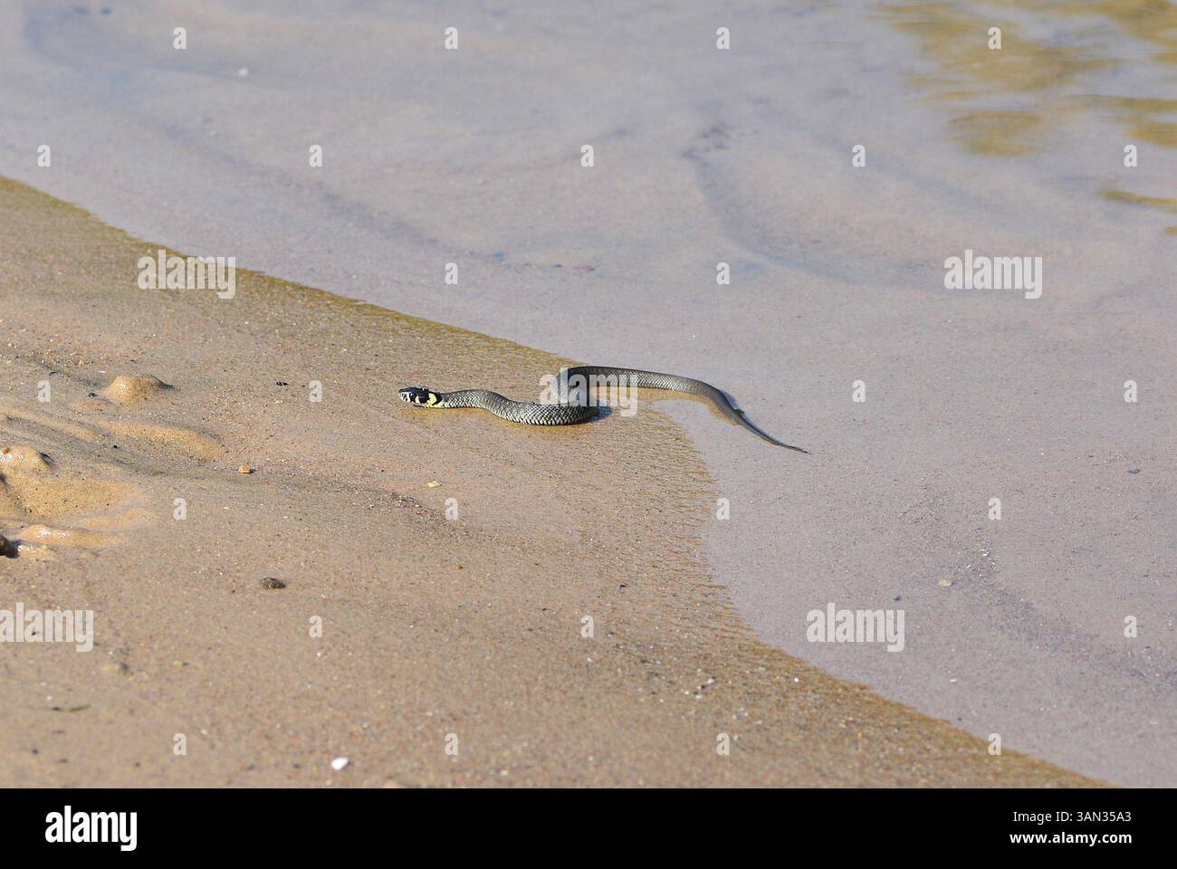 Small grass snake is slithering in water. Small snake swimming in river ...