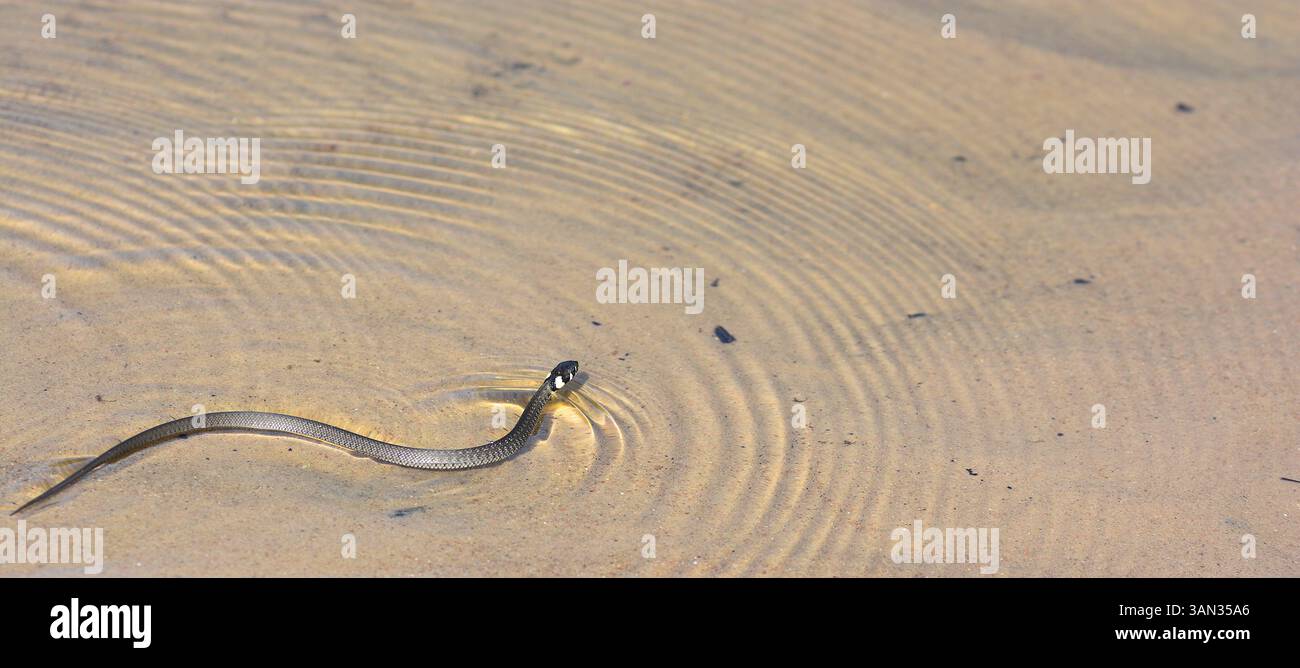 Small grass snake is slithering in water. Small snake swimming in river ...